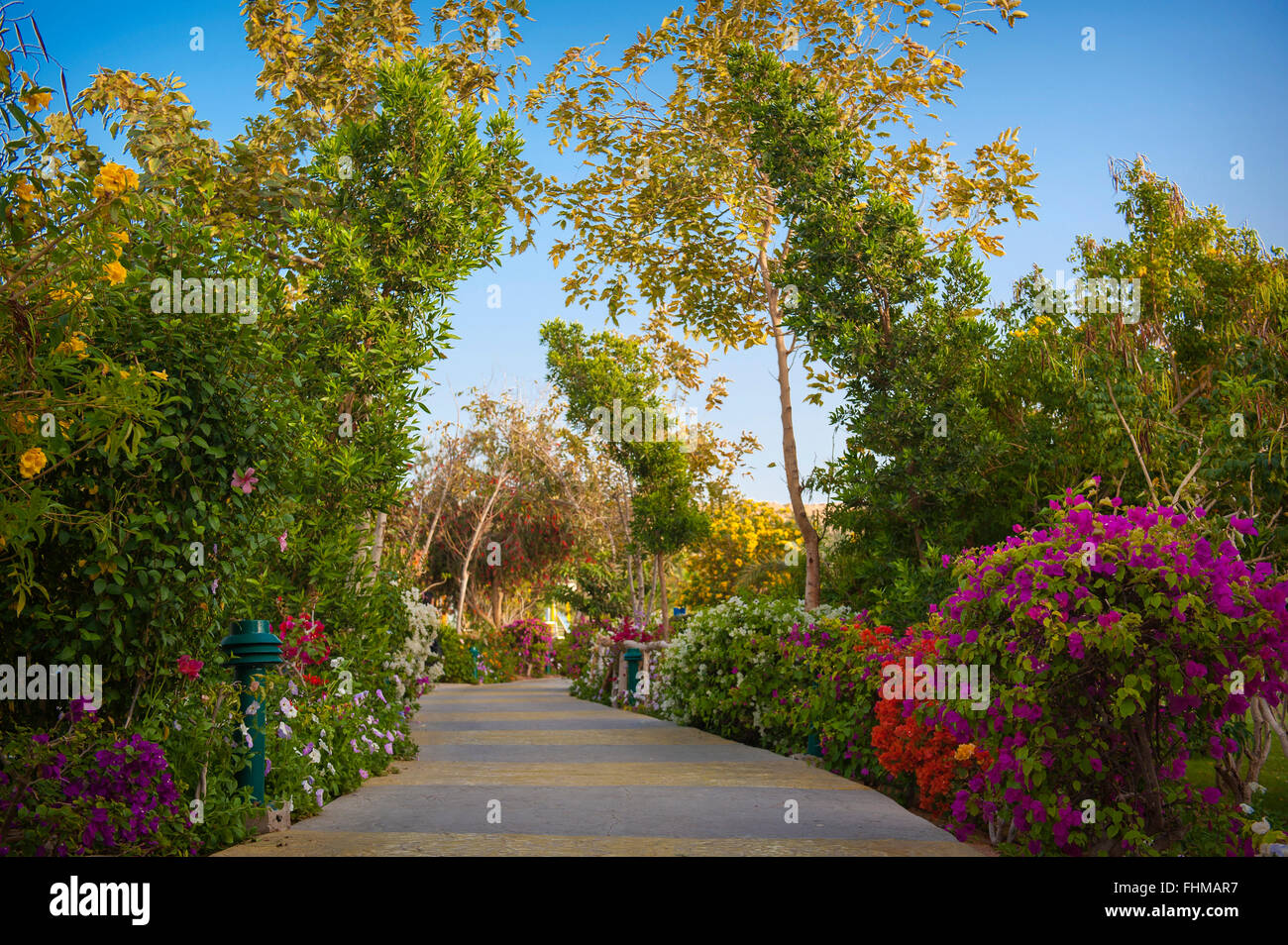 beautiful tropical park with flowering bushes and alleys Stock Photo ...