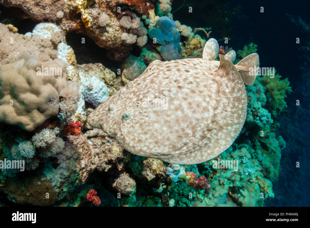 Electric Ray, Torpedo panthera, Shaab Rumi, Red Sea, Sudan Stock Photo ...