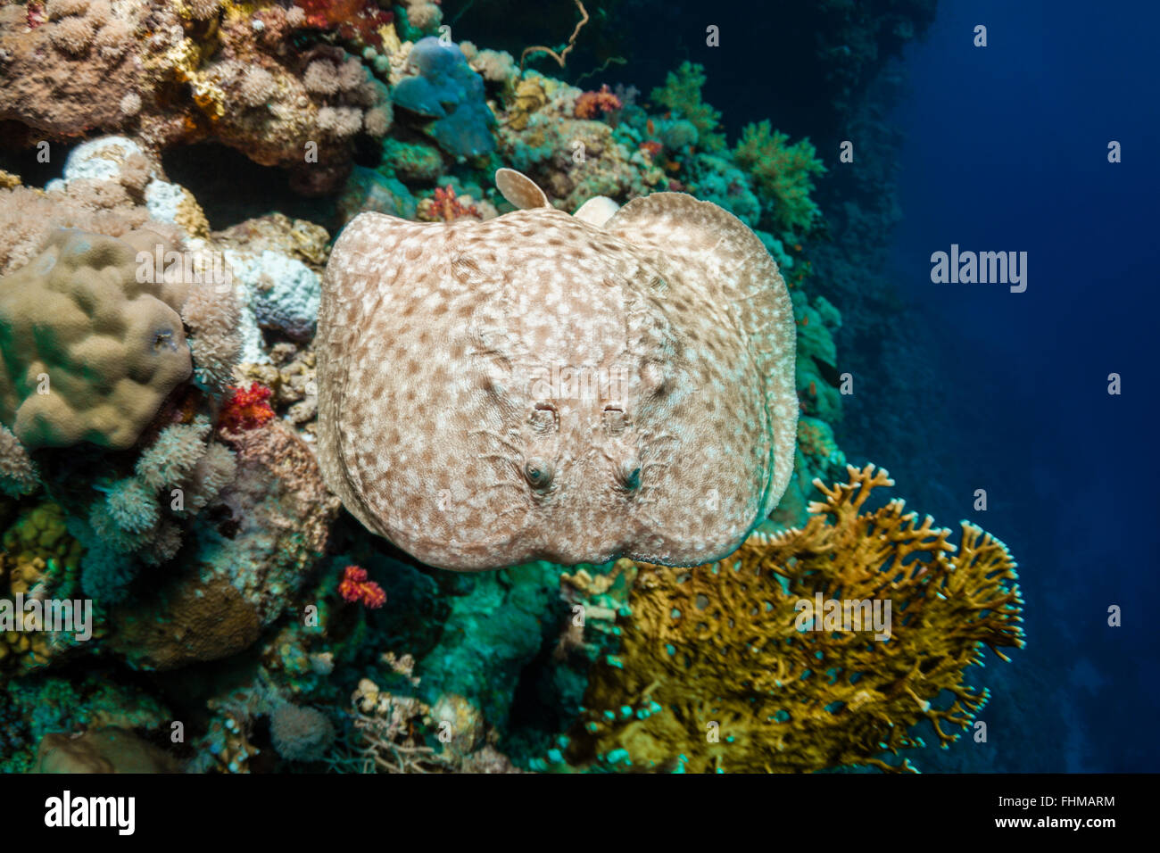 Electric Ray, Torpedo panthera, Shaab Rumi, Red Sea, Sudan Stock Photo ...