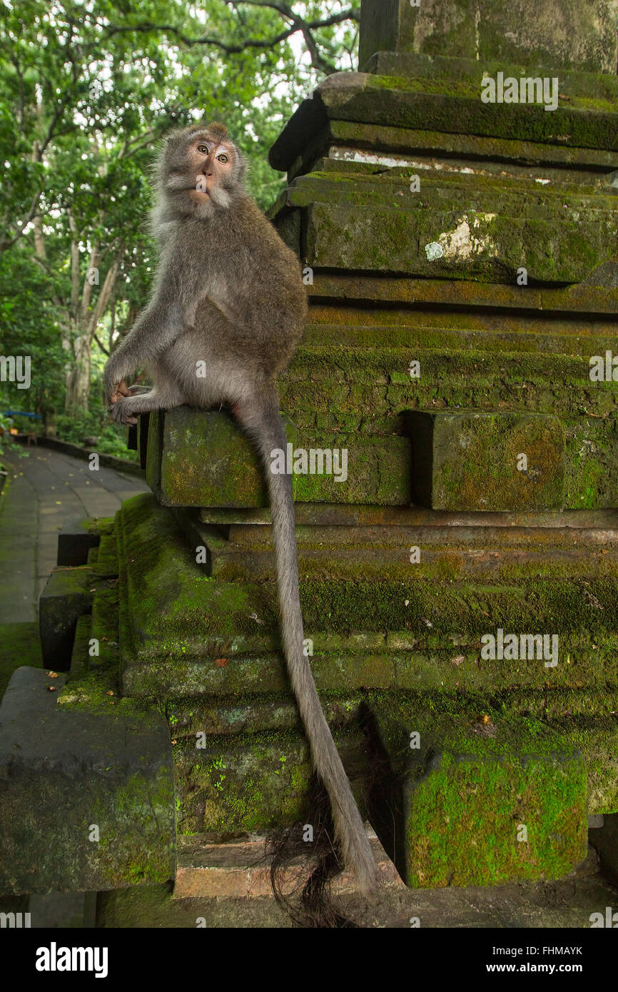 Monkey sitting on the gate at sacred monkey forest in Ubud, Bali island ...