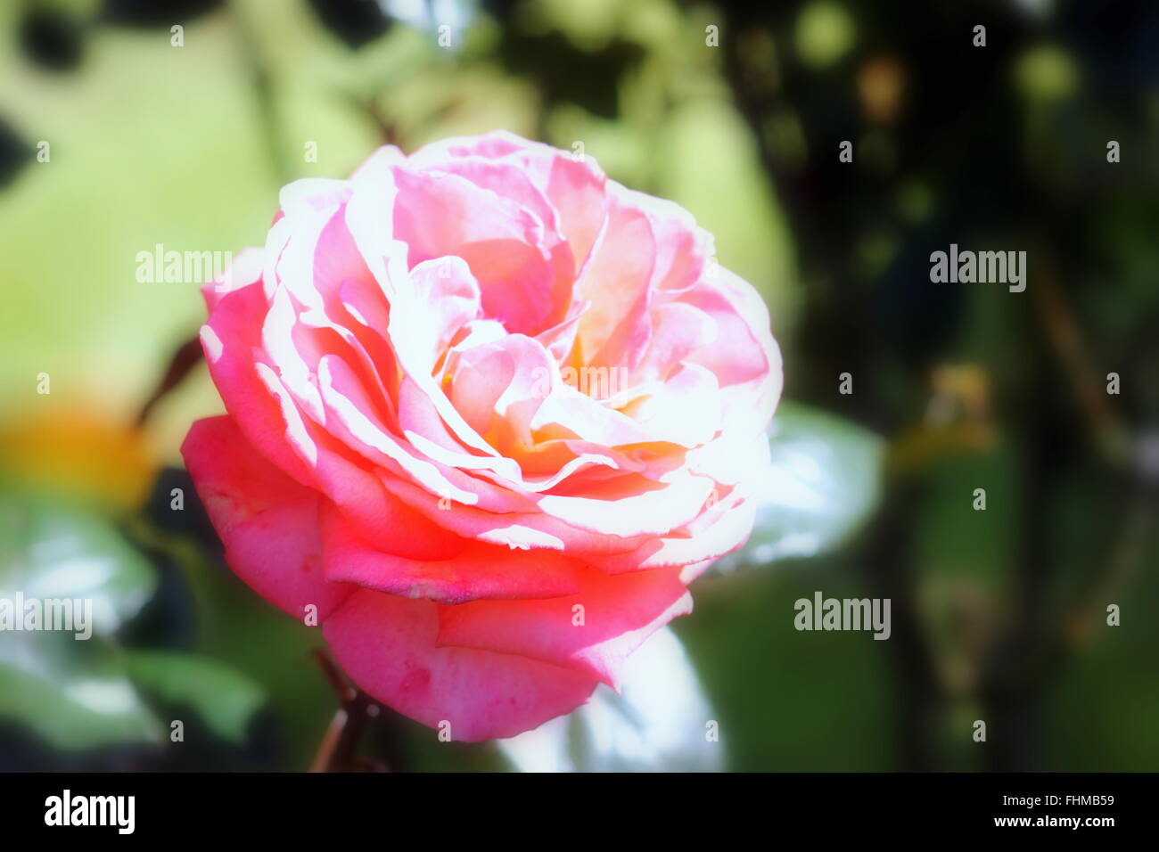 A Single Pink Rose Stock Photo - Alamy