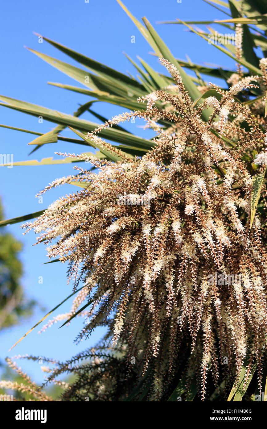 Cabbage tree cordyline australis hi-res stock photography and images ...