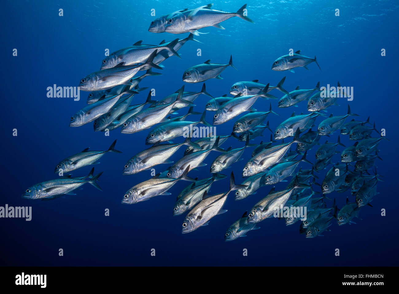 Shoal of Bigeye Trevally, Caranx sexfasciatus, Shaab Rumi, Red Sea ...