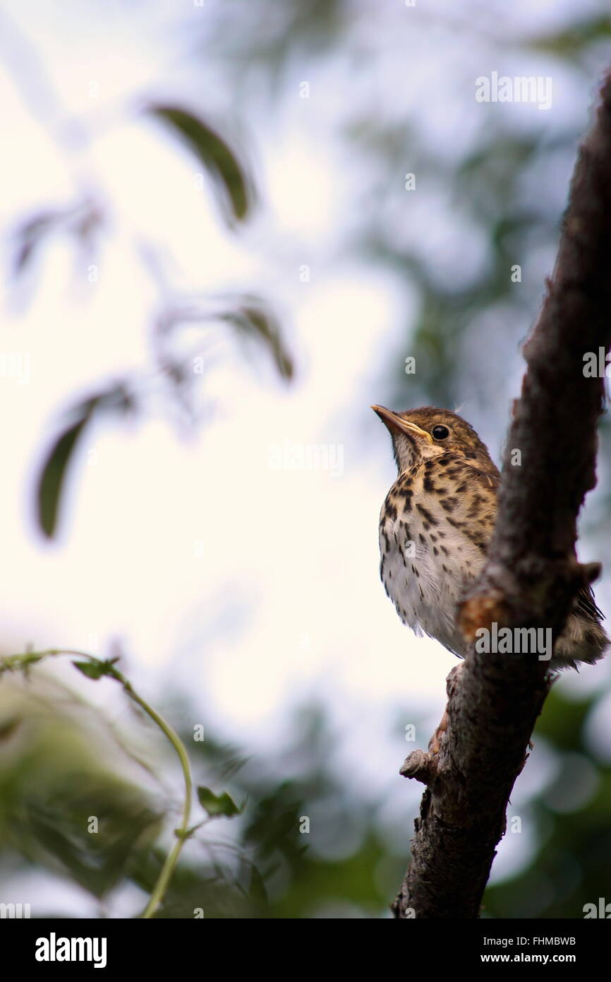 Baby thrush hi-res stock photography and images - Alamy