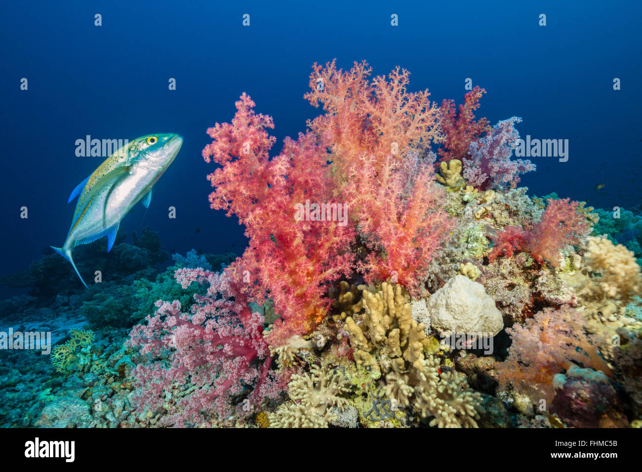 Colored Soft Coral Reef, Shaab Rumi, Red Sea, Sudan Stock Photo - Alamy