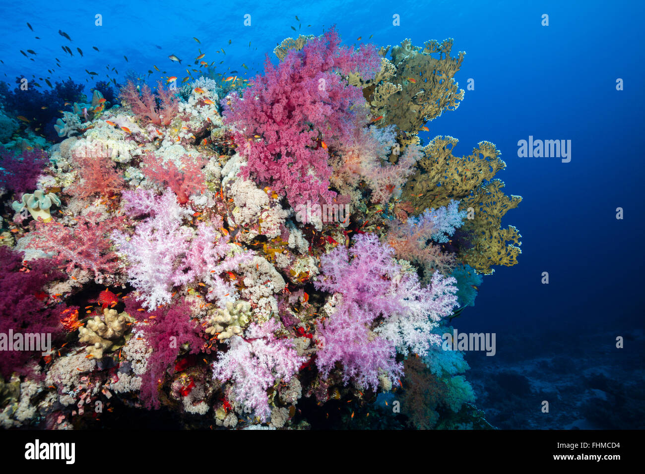 Colored Soft Coral Reef, Shaab Rumi, Red Sea, Sudan Stock Photo - Alamy