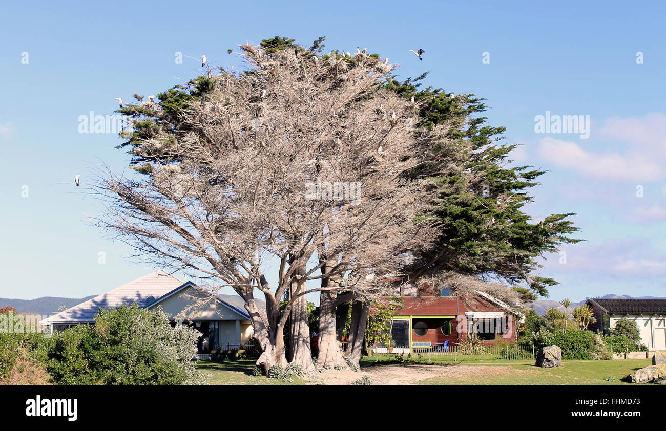 Macrocarpa tree hi-res stock photography and images - Alamy