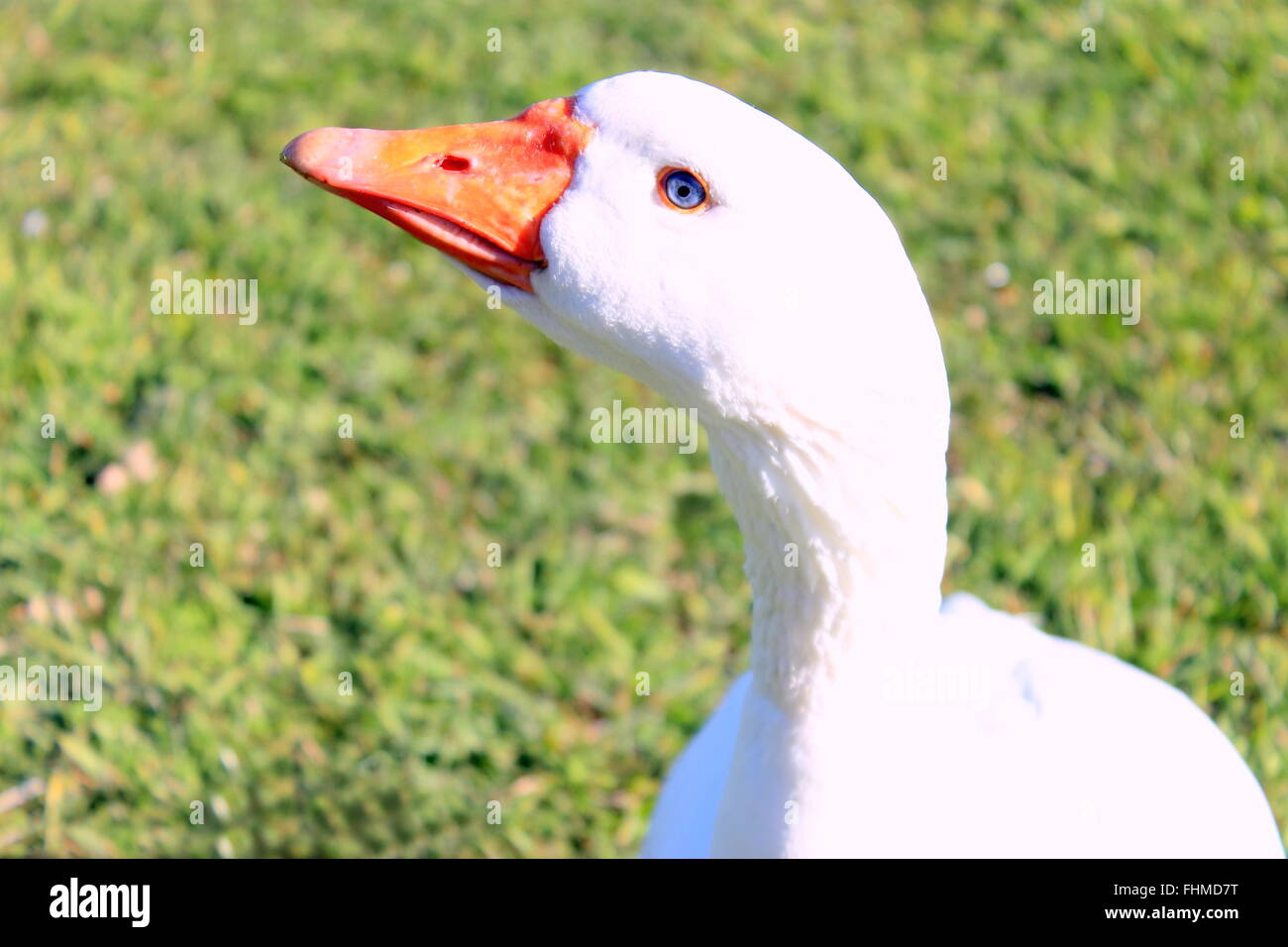 Emden goose hi-res stock photography and images - Alamy
