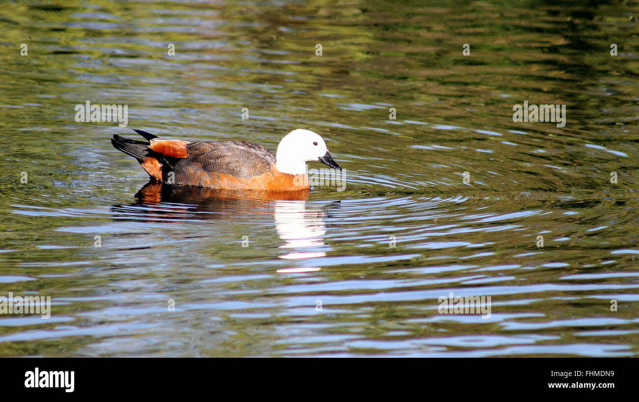 Female Paradise Duck Stock Photo - Alamy