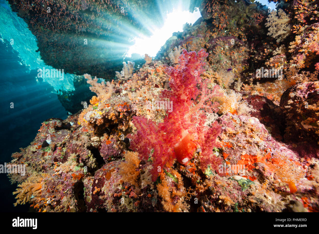 Coral caves hi-res stock photography and images - Alamy