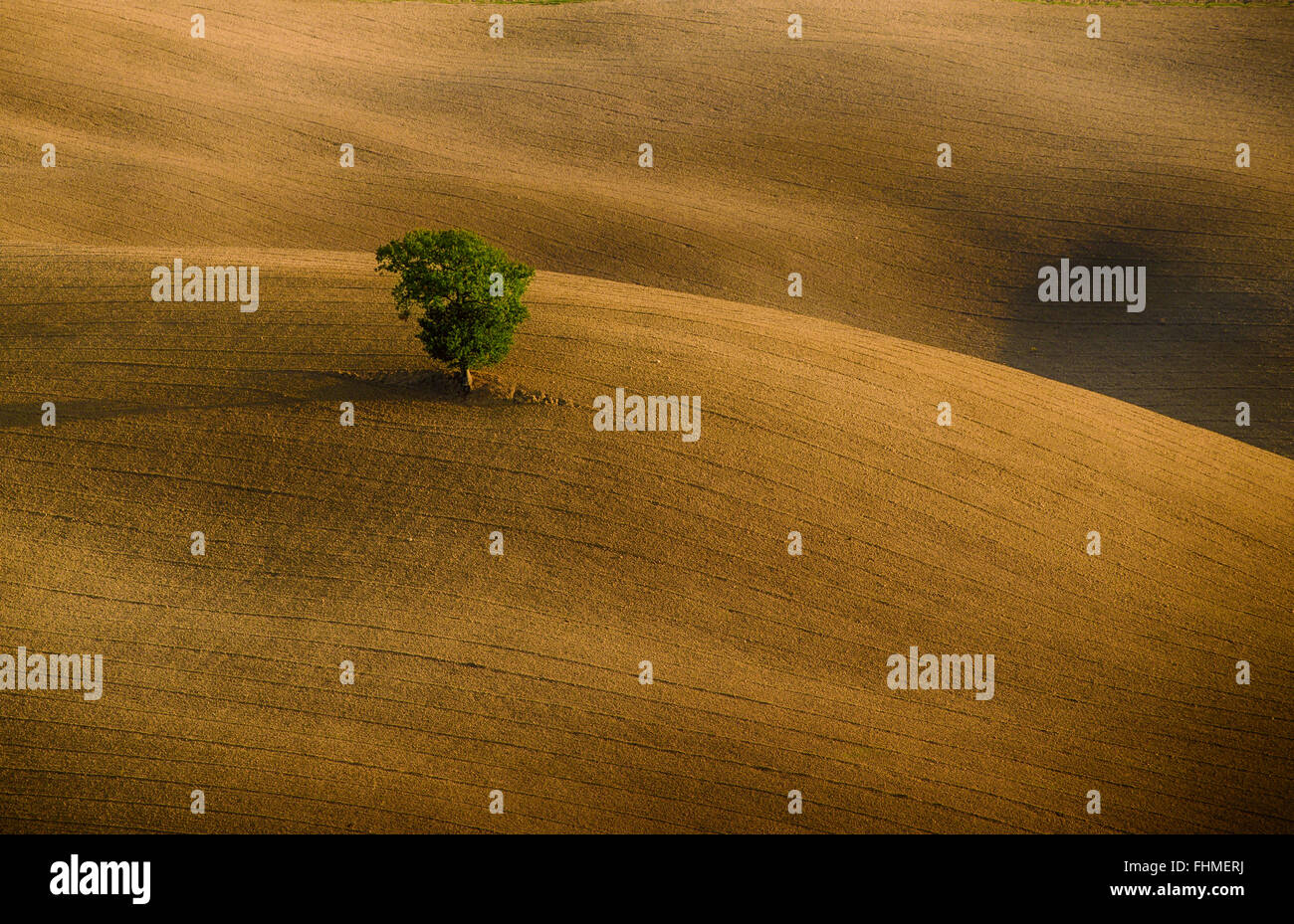 The lonely tree Stock Photo - Alamy