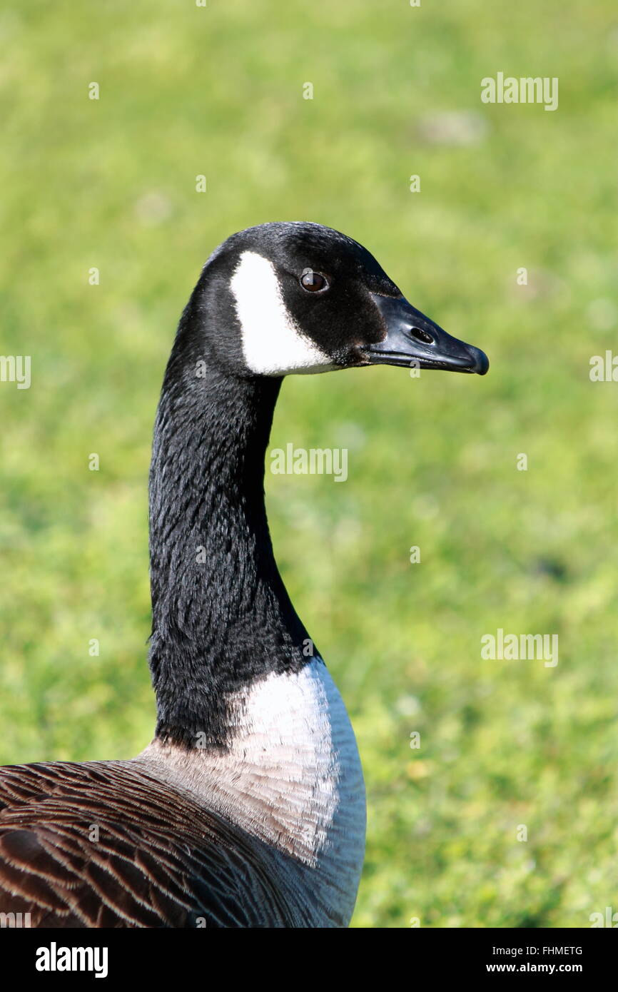 Close up canada canadian goose hi-res stock photography and images - Alamy