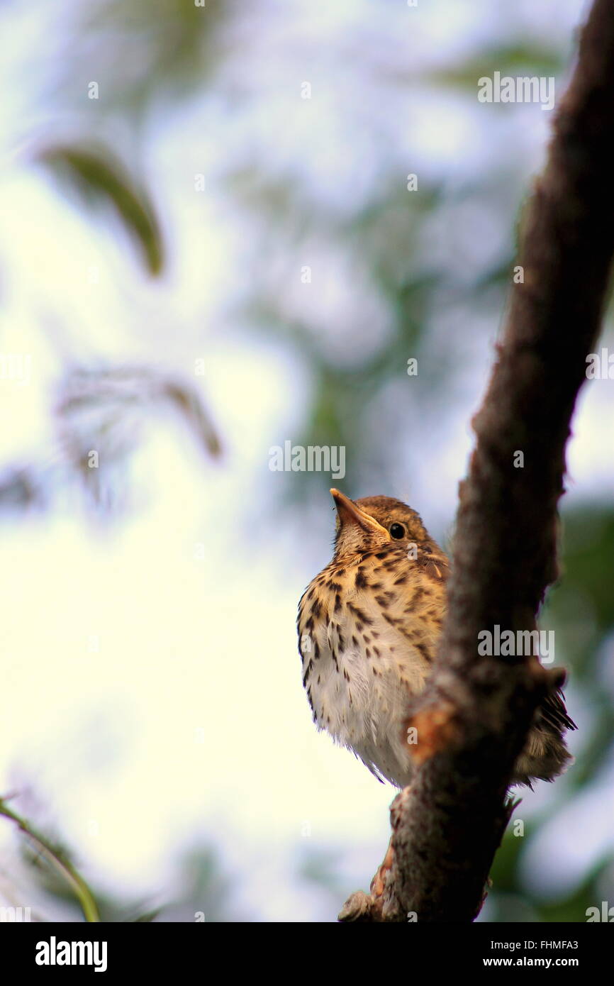 Baby thrush hi-res stock photography and images - Alamy
