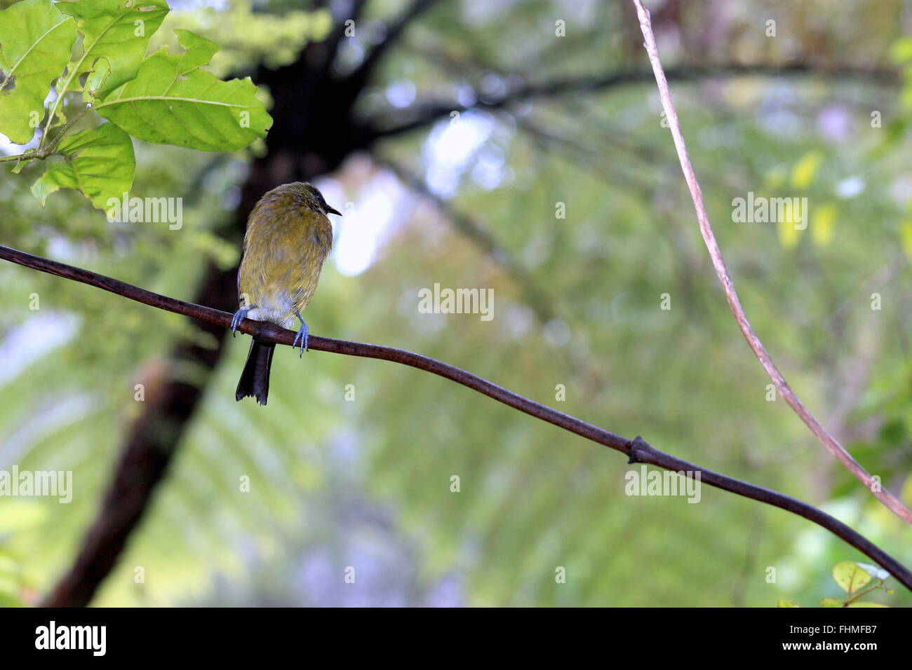 Bellbird hi-res stock photography and images - Alamy