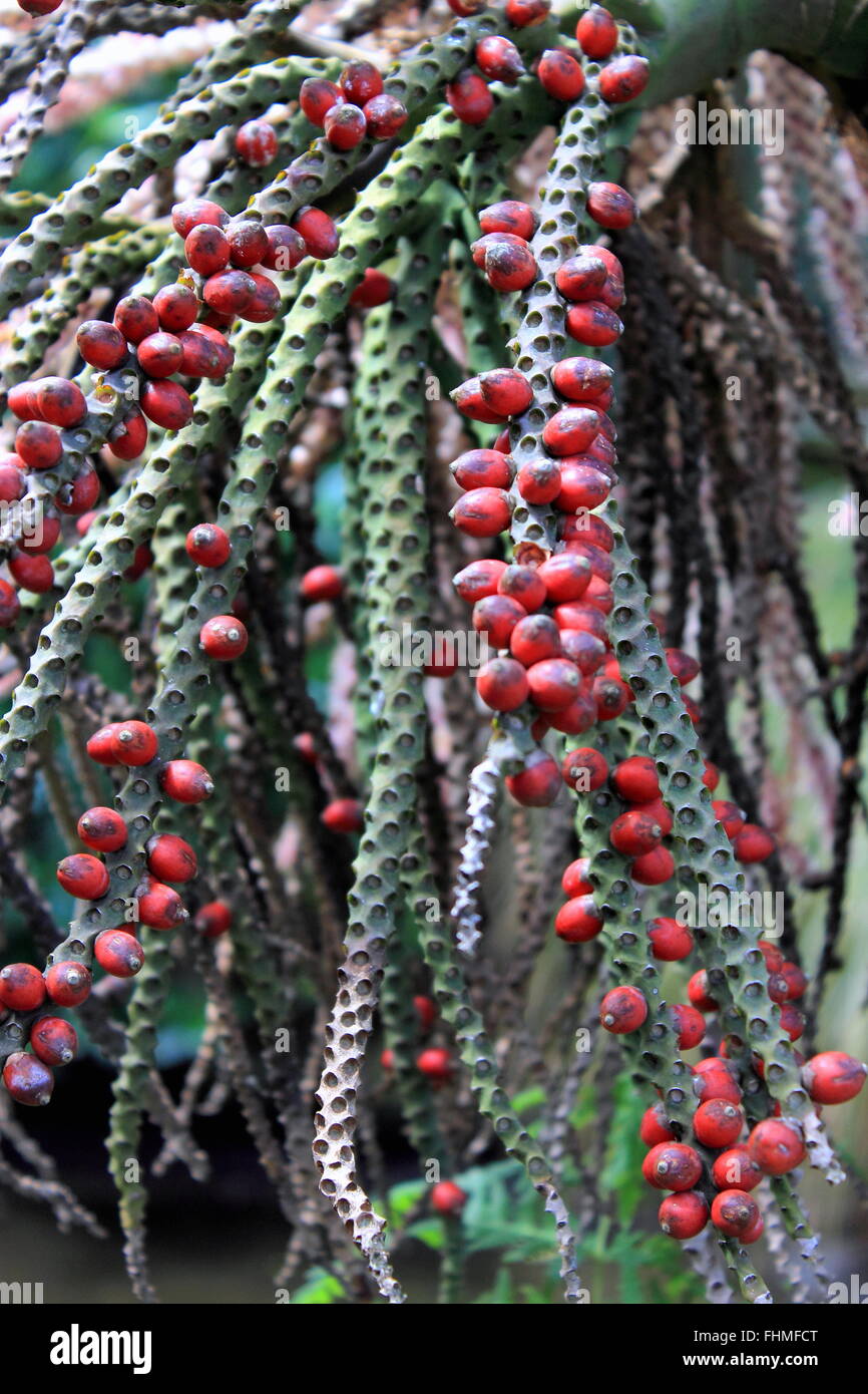 Nikau Palm Tree High Resolution Stock Photography and Images - Alamy