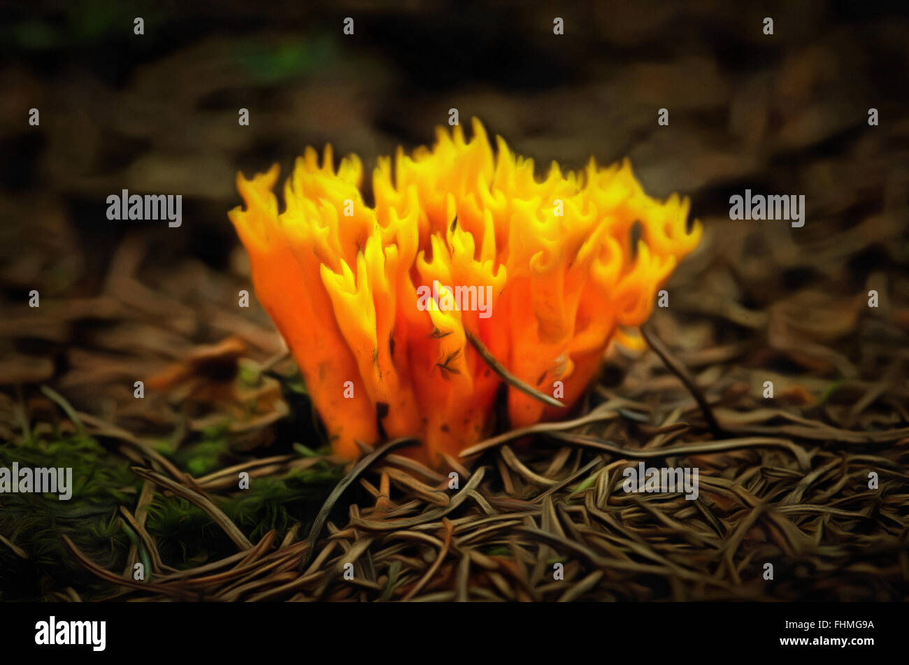 Mushroom - club fungus - yellow coral fungus Stock Photo - Alamy