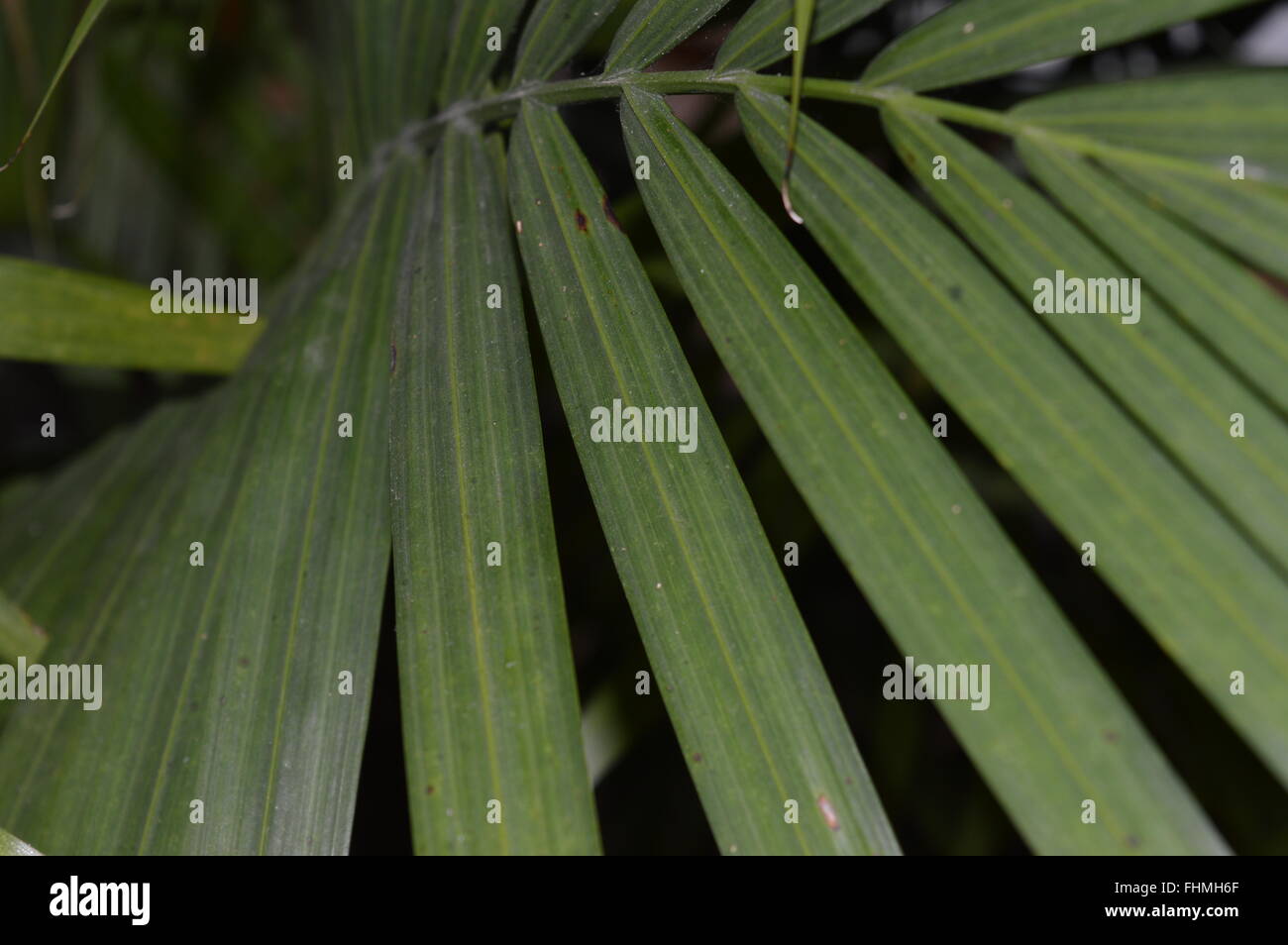 Palm fronds wallpaper hi-res stock photography and images - Alamy