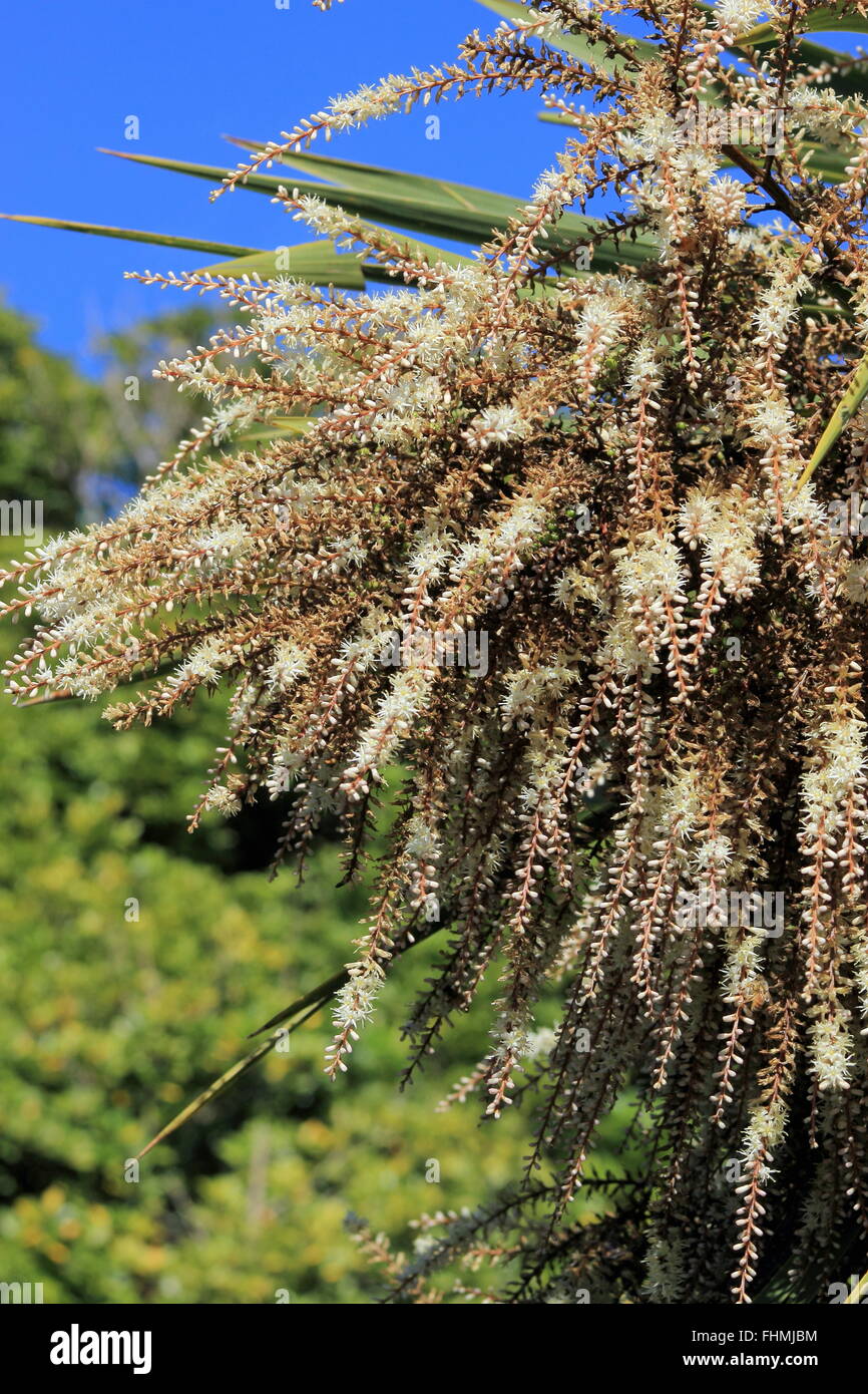 Cabbage tree cordyline australis hi-res stock photography and images ...