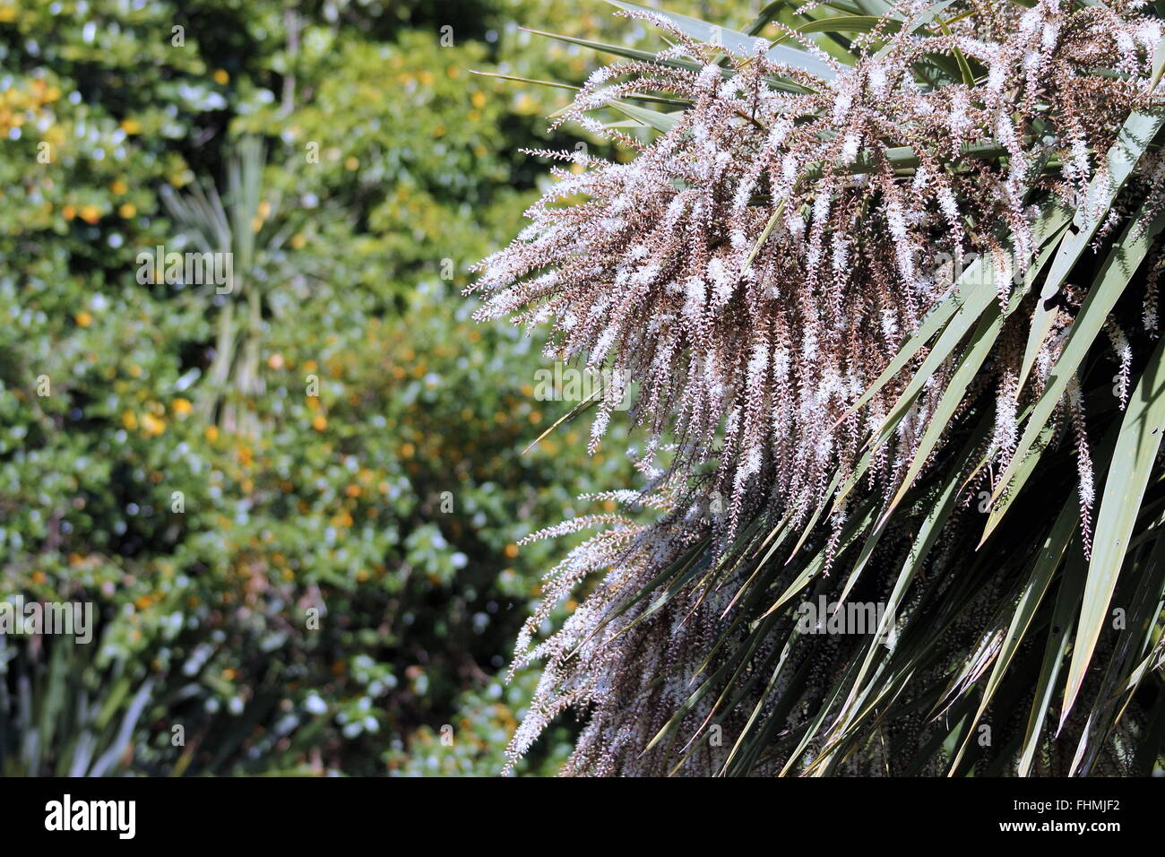 Cabbage Tree in Flower Stock Photo - Alamy