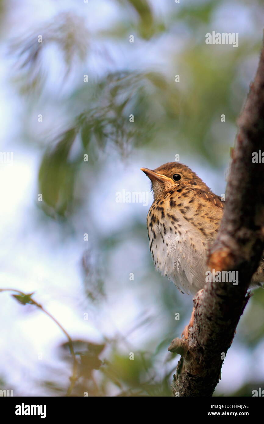 Fledgling song thrush hi-res stock photography and images - Alamy