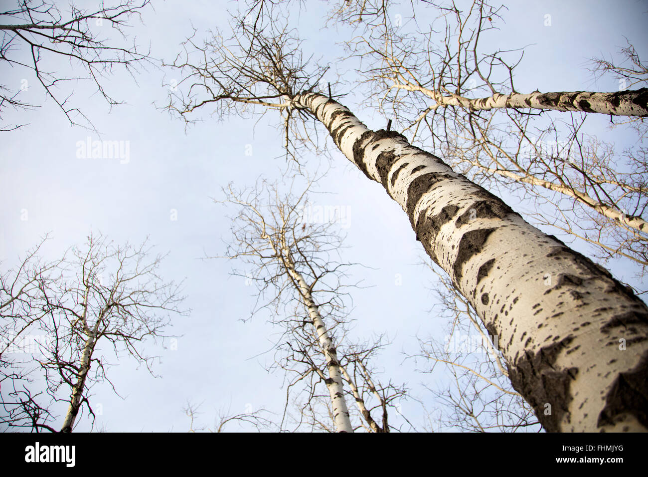 A frost covered aspen poplar tree with a clear blue sky on a cold ...