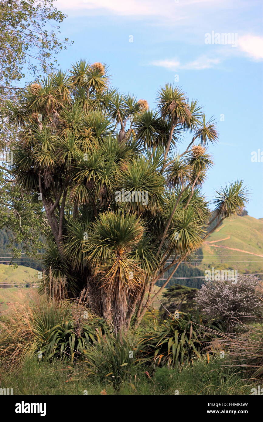 Cabbage tree cordyline australis hi-res stock photography and images ...