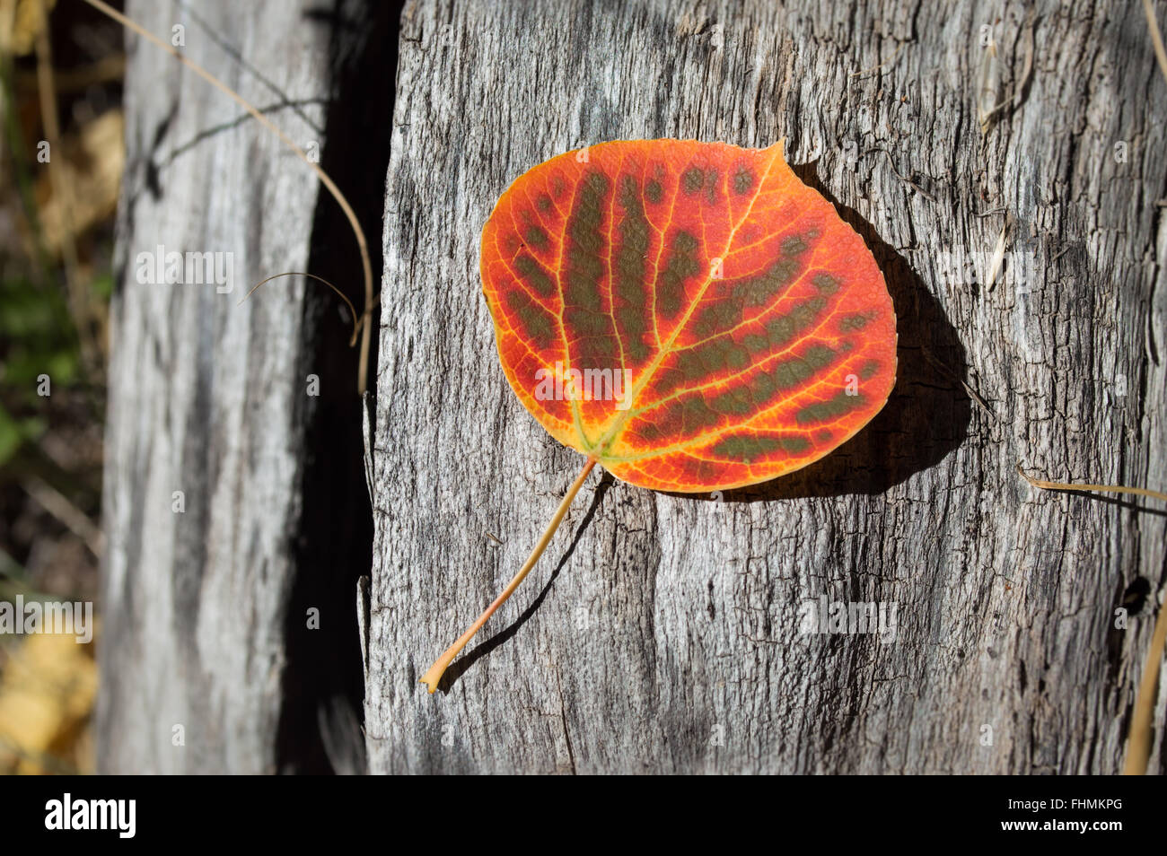 A fallen leaf from an Aspen tree sits on a dried out, gray, log. Taken ...