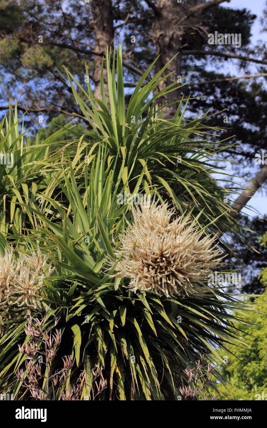 Cabbage tree cordyline australis hi-res stock photography and images ...
