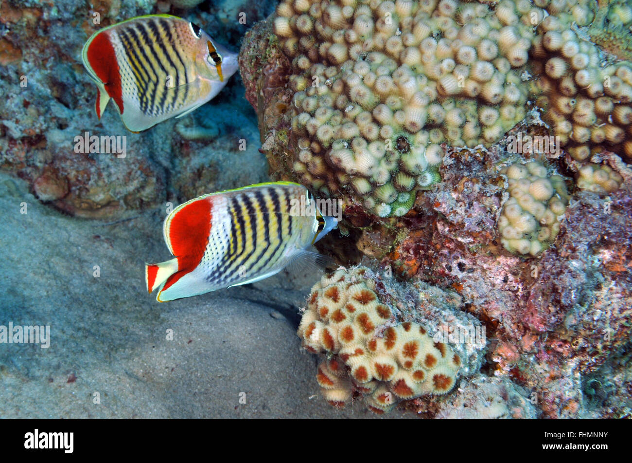 Pair of Crown or Eritrean butterflyfish, Chaetodon paucifasciatus, Gulf ...