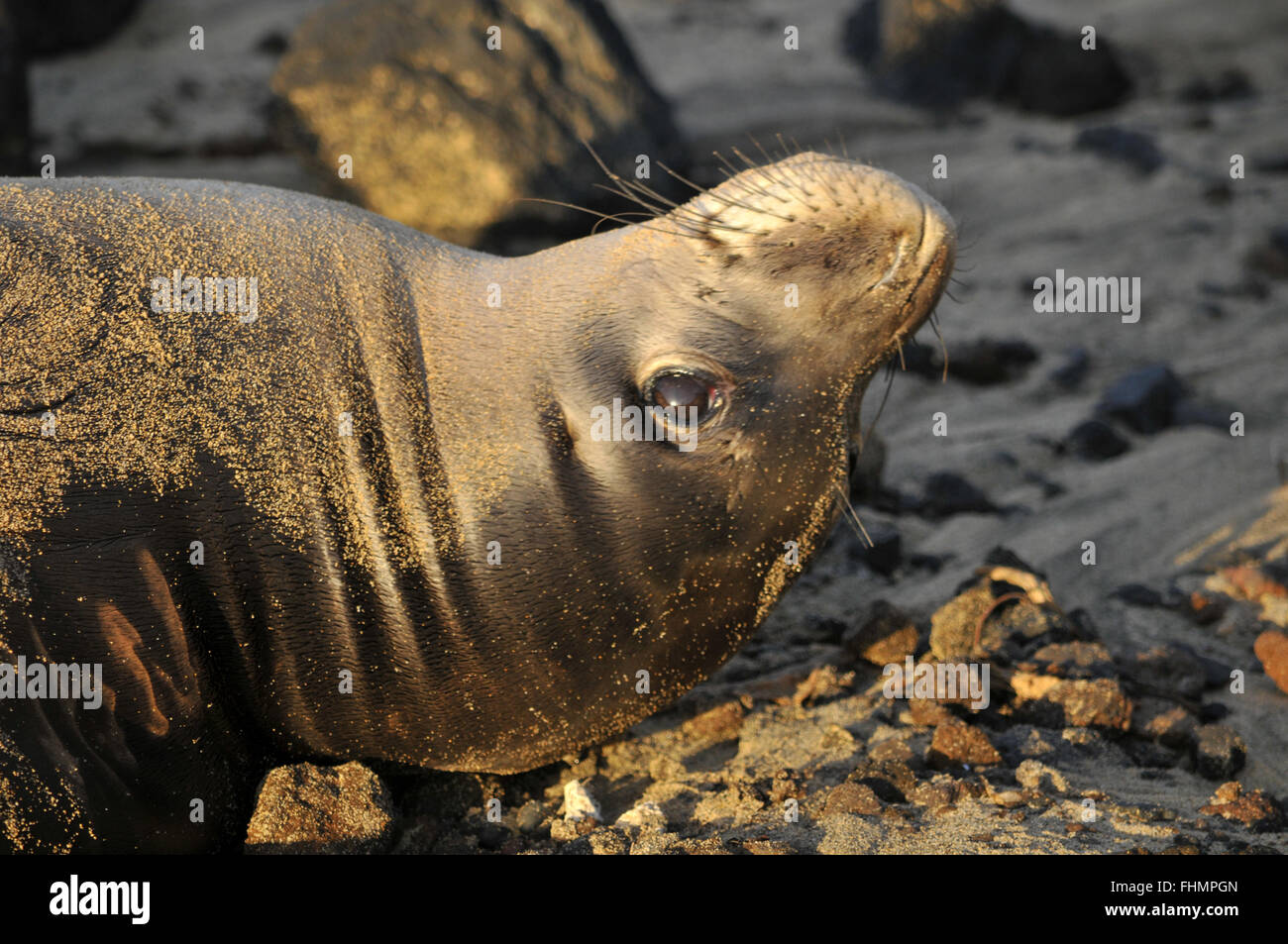 Hawaiian monk seal, Monachus schauinslandi, endemic and critically ...