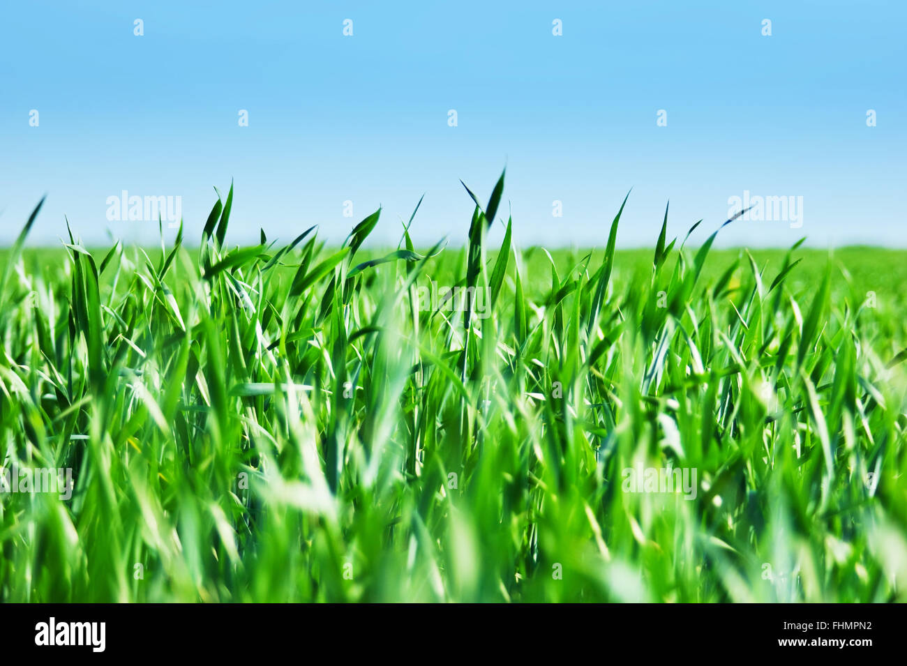 Grass in the backdrop hi-res stock photography and images - Alamy