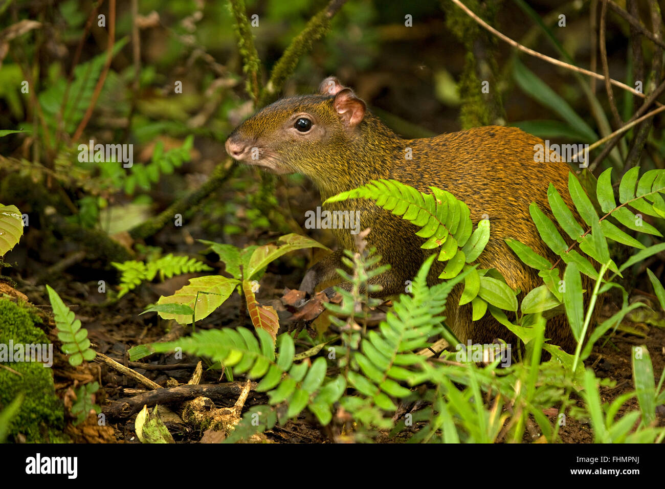 Central American agouti (Dasyprocta punctata) , Costa Rica, Guanacaste ...