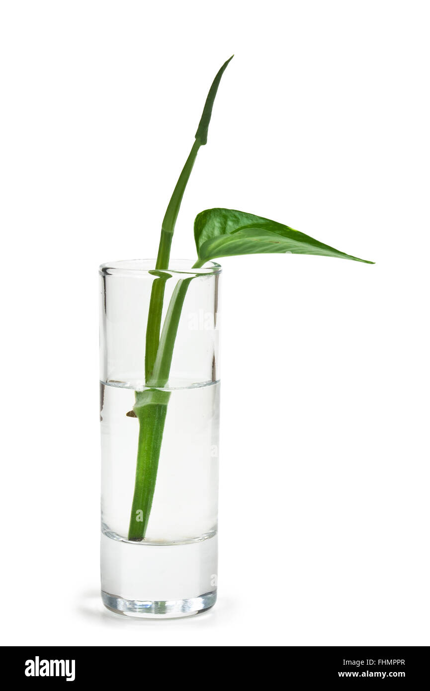 plant in a glass of water Stock Photo - Alamy