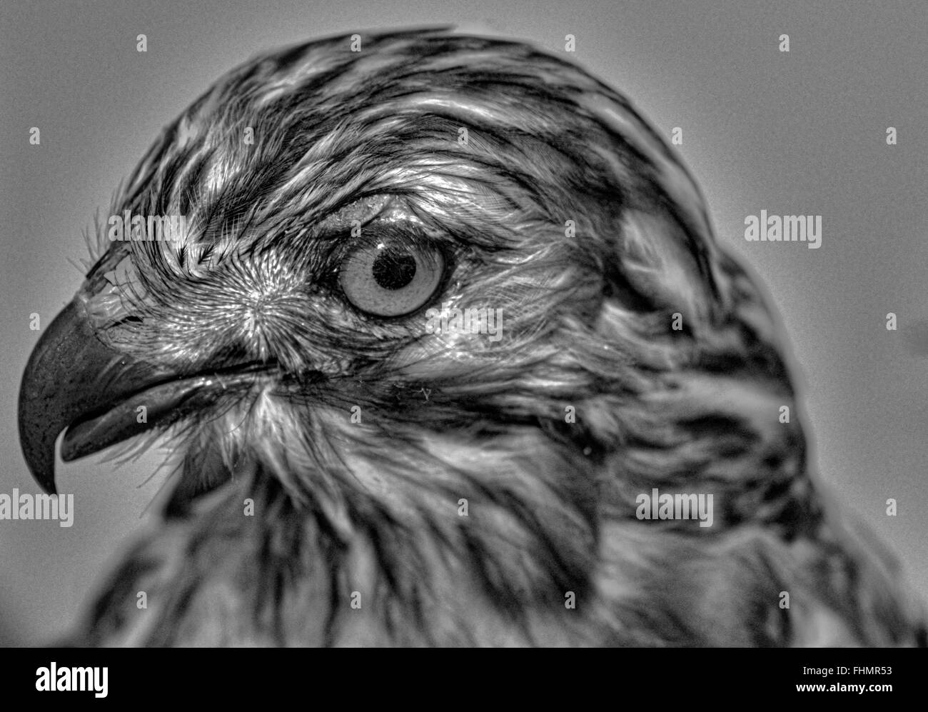 Red Tailed Hawk Stock Photo - Alamy