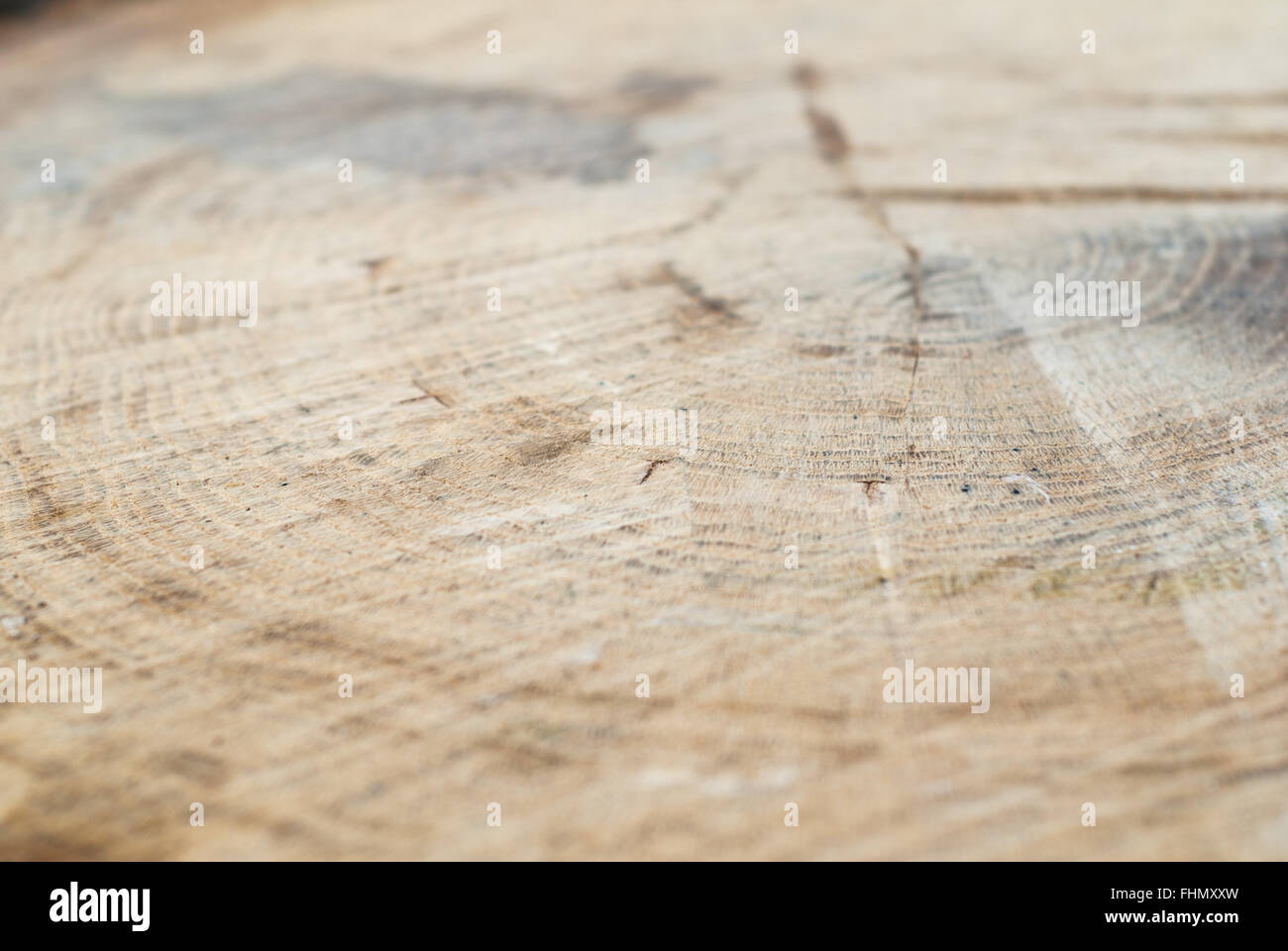 Fresh end cut of very large deciduous tree with tree rings texture with ...