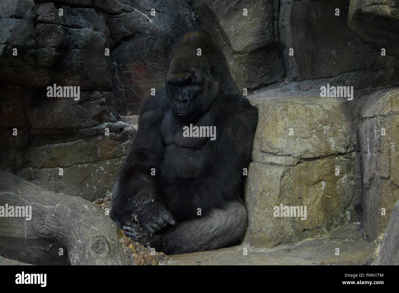 Silverback sitting hi-res stock photography and images - Alamy