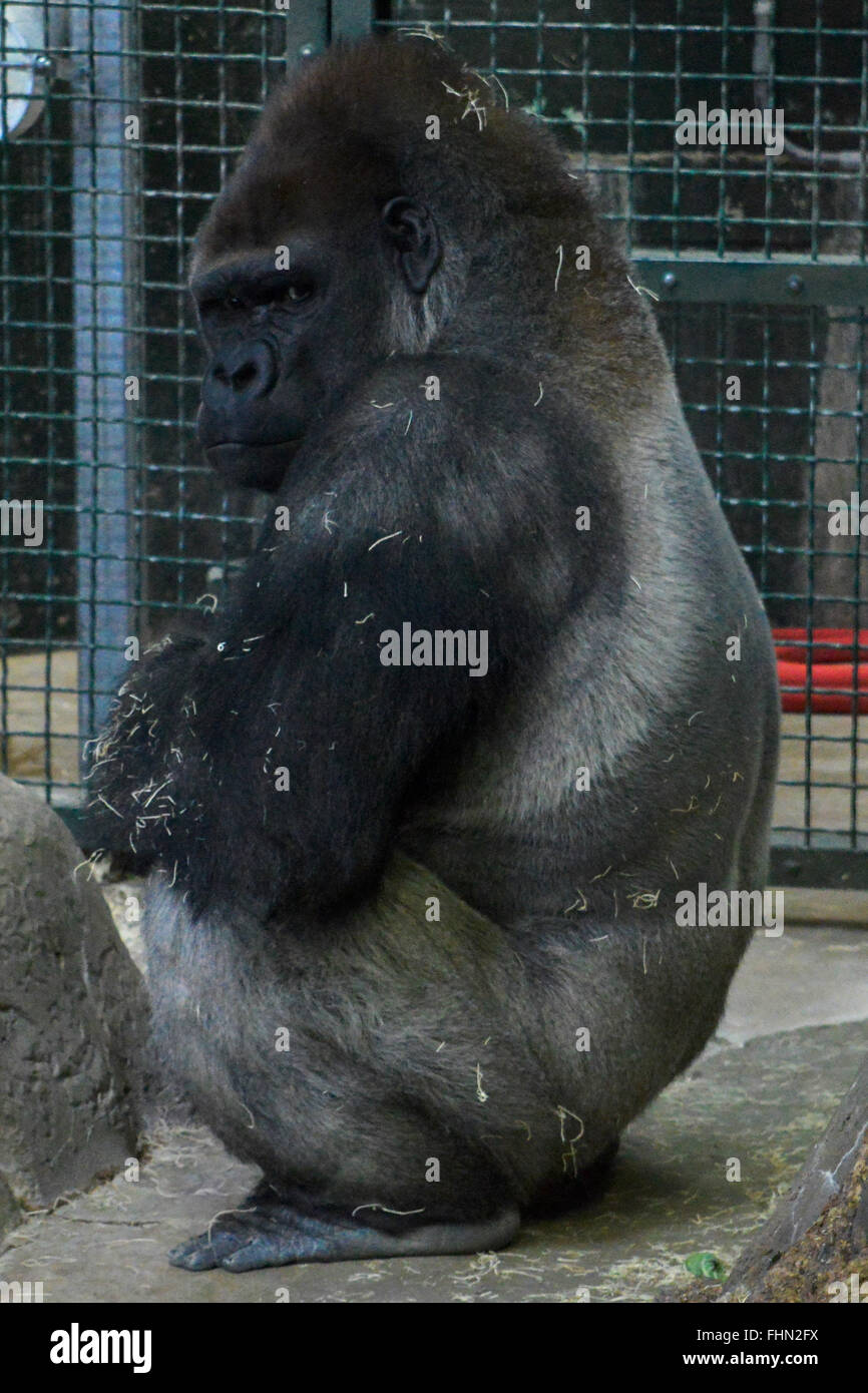 Silverback sitting hi-res stock photography and images - Alamy