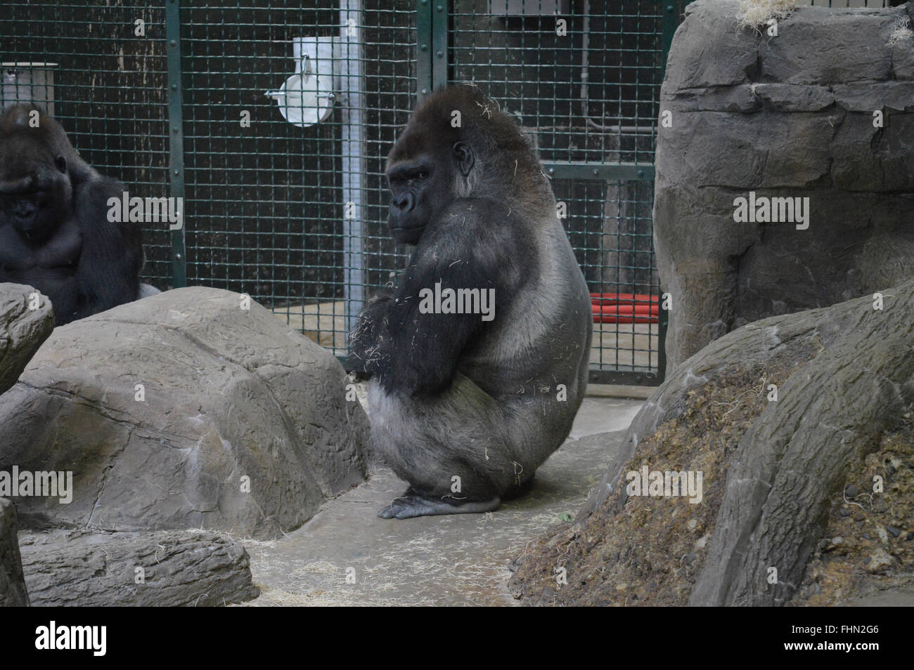 Silverback sitting hi-res stock photography and images - Alamy
