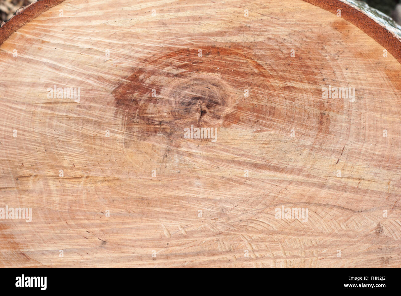 Fresh end cut of very large deciduous tree with tree rings texture with ...