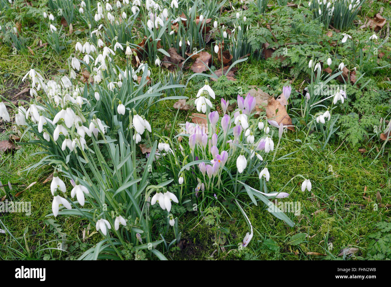 Snowdrops bloom uk hi-res stock photography and images - Alamy