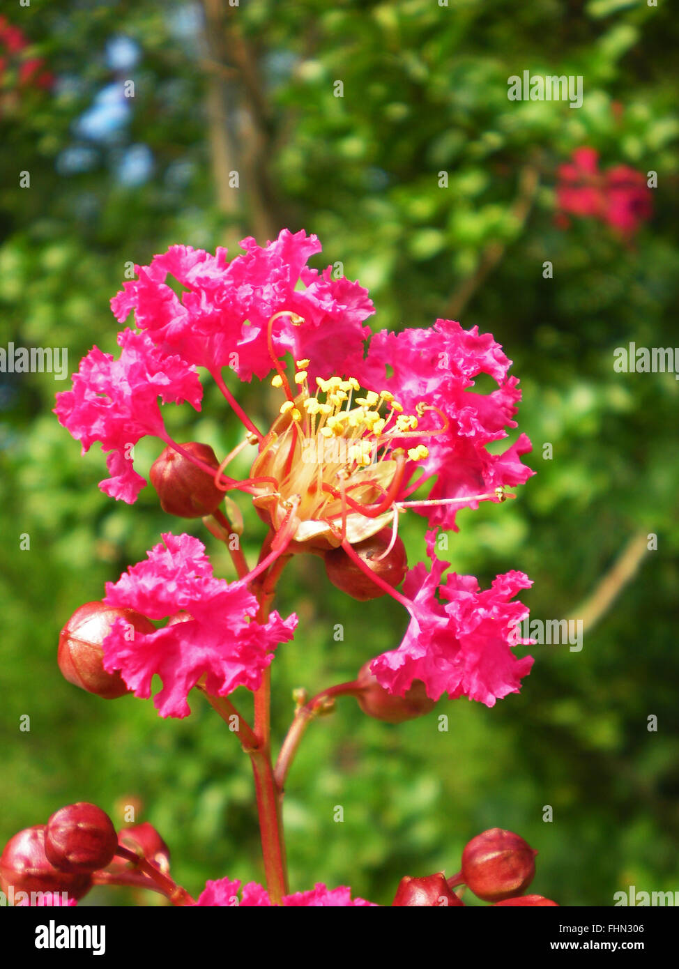 A Crepe Myrtle in bloom Stock Photo - Alamy