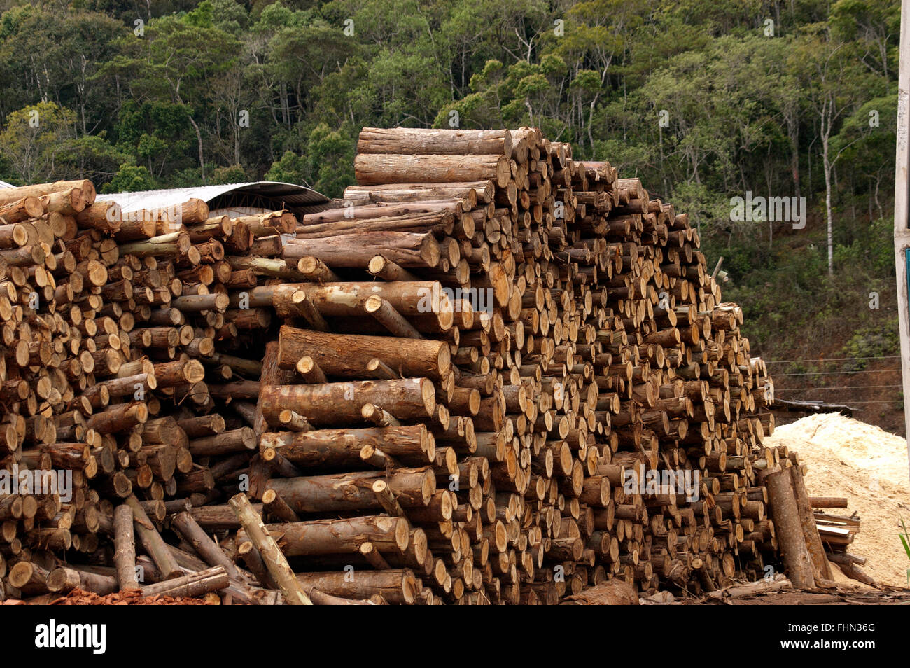 Pile of logs from a rainforest ready to be shipped, Espirito Santo ...