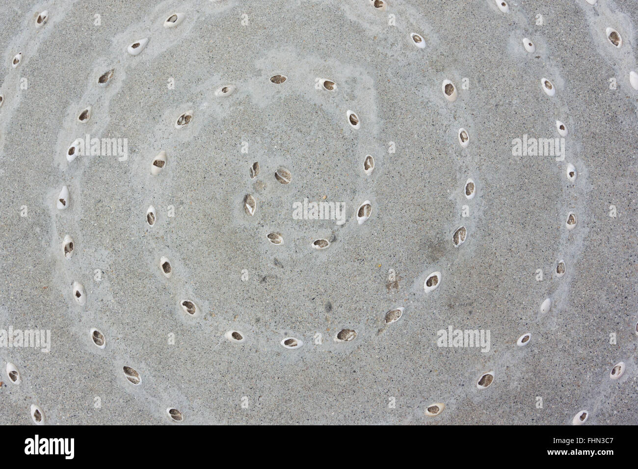 Texture concrete sea shell sea hi-res stock photography and images - Alamy