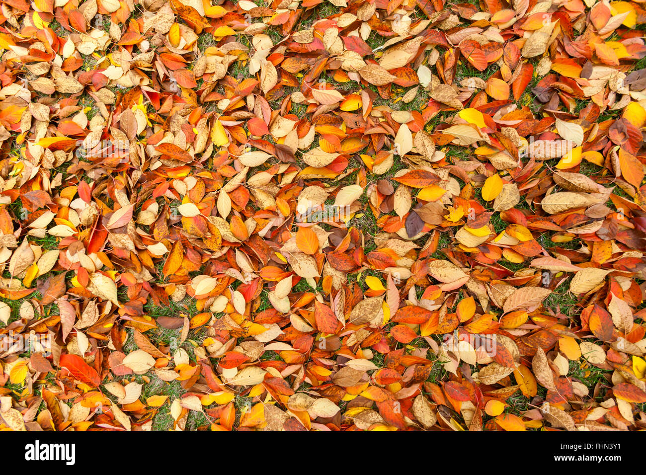 Covering leaves hi-res stock photography and images - Alamy