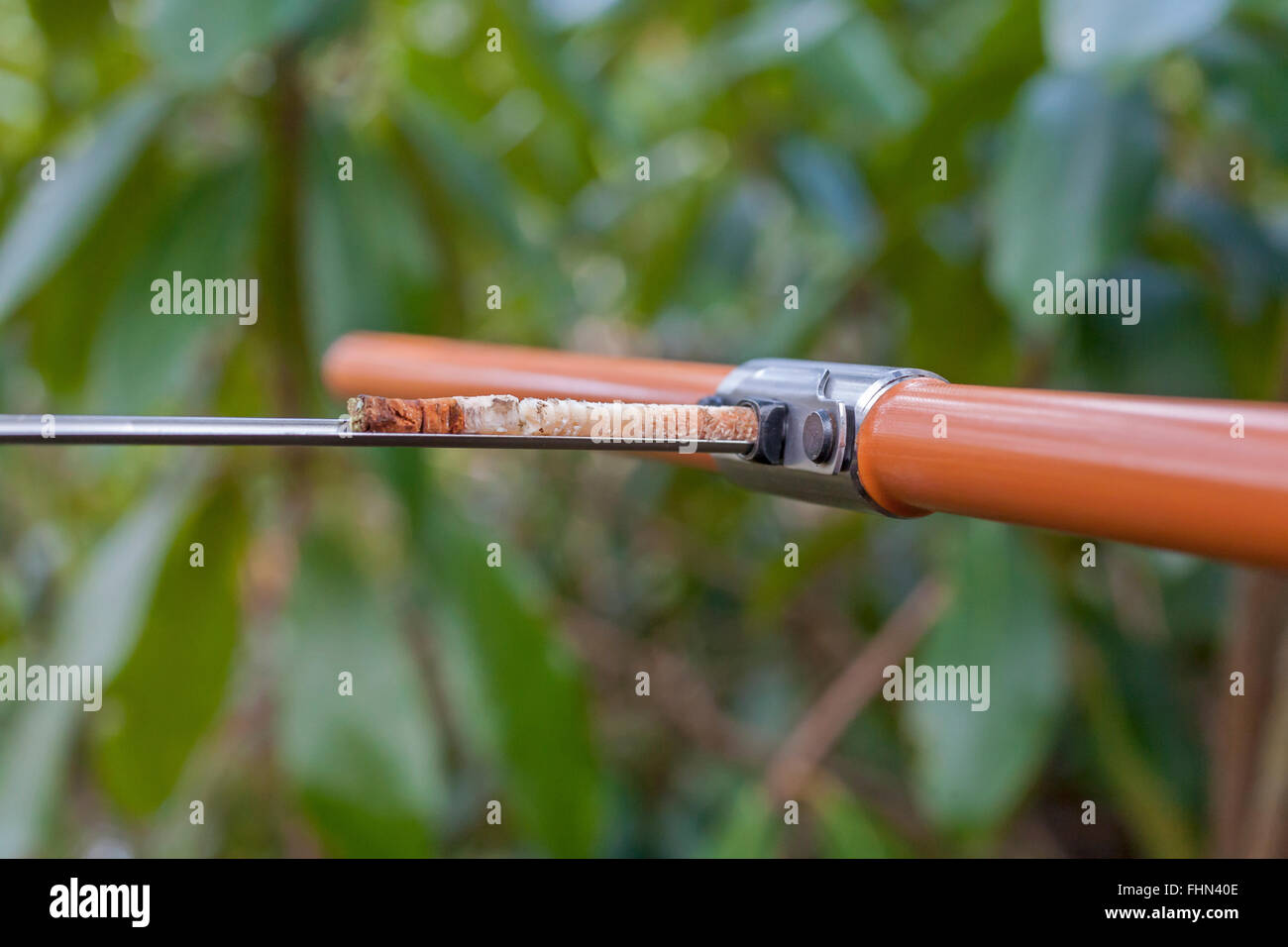 Tree coring hi-res stock photography and images - Alamy