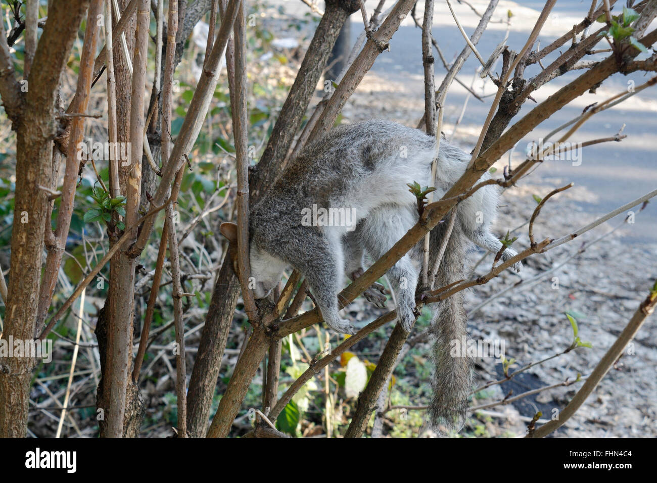 Tree squirrel on dead hi-res stock photography and images - Alamy