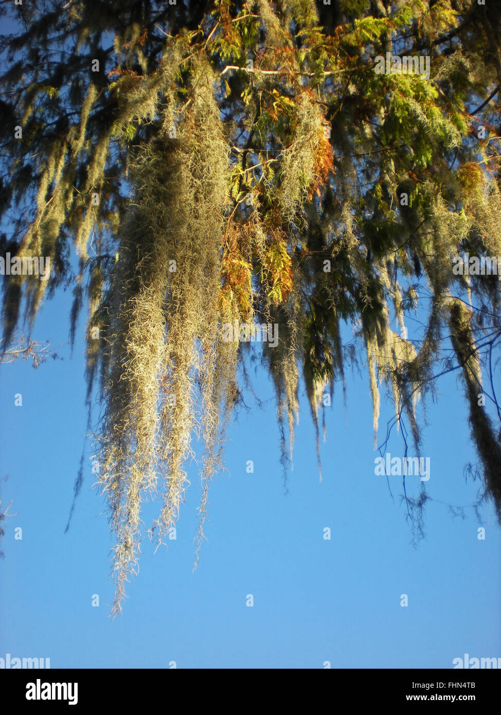 Moss hanging from a tree Stock Photo - Alamy