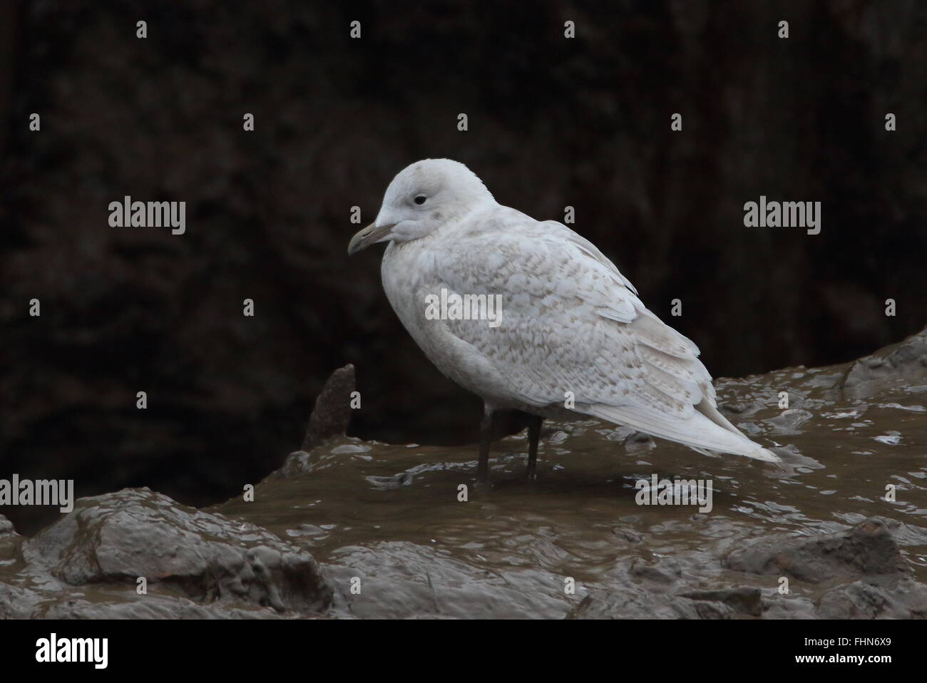Iceland gull uk hi-res stock photography and images - Alamy