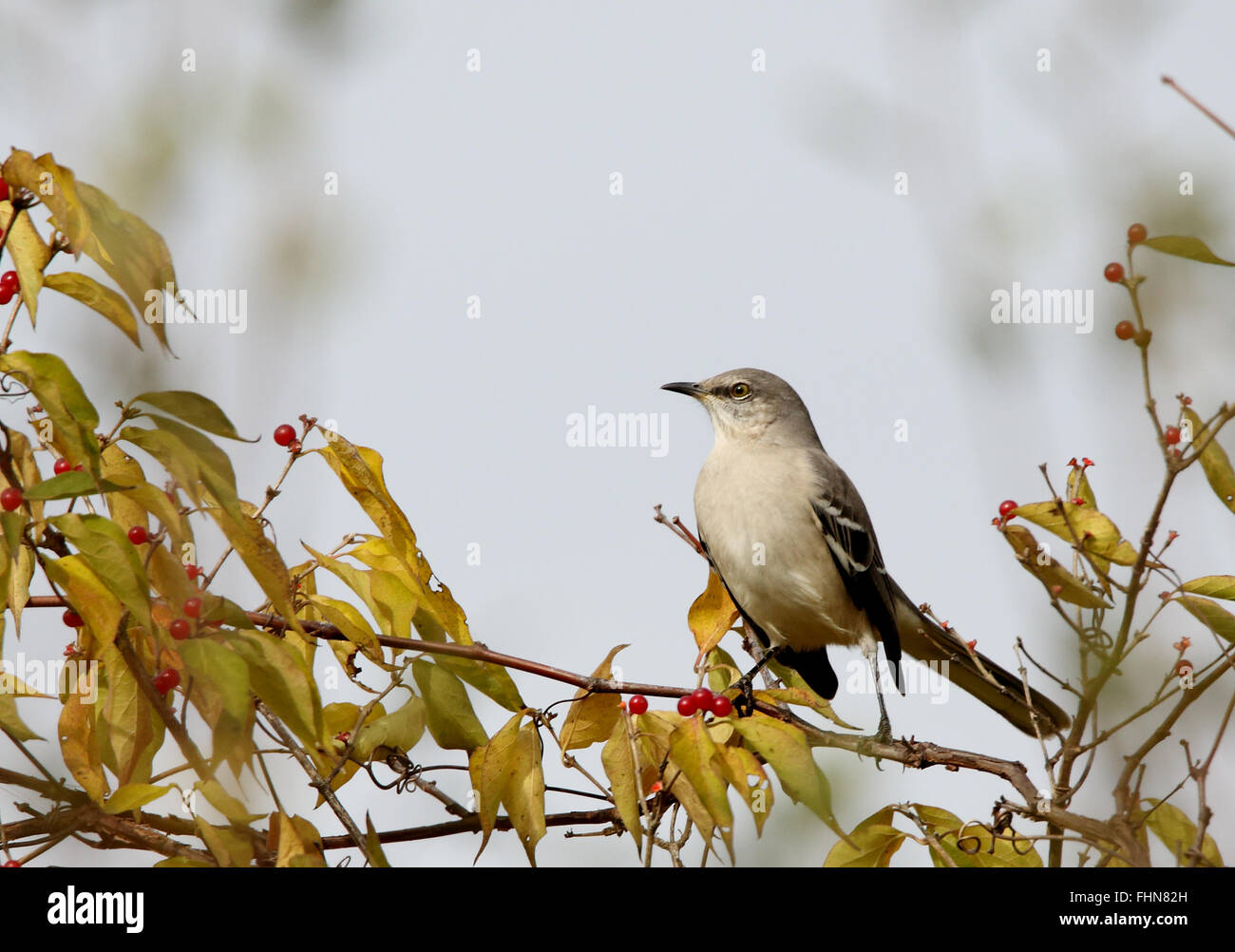 A mockingbird sitting on bush with red berries Stock Photo - Alamy