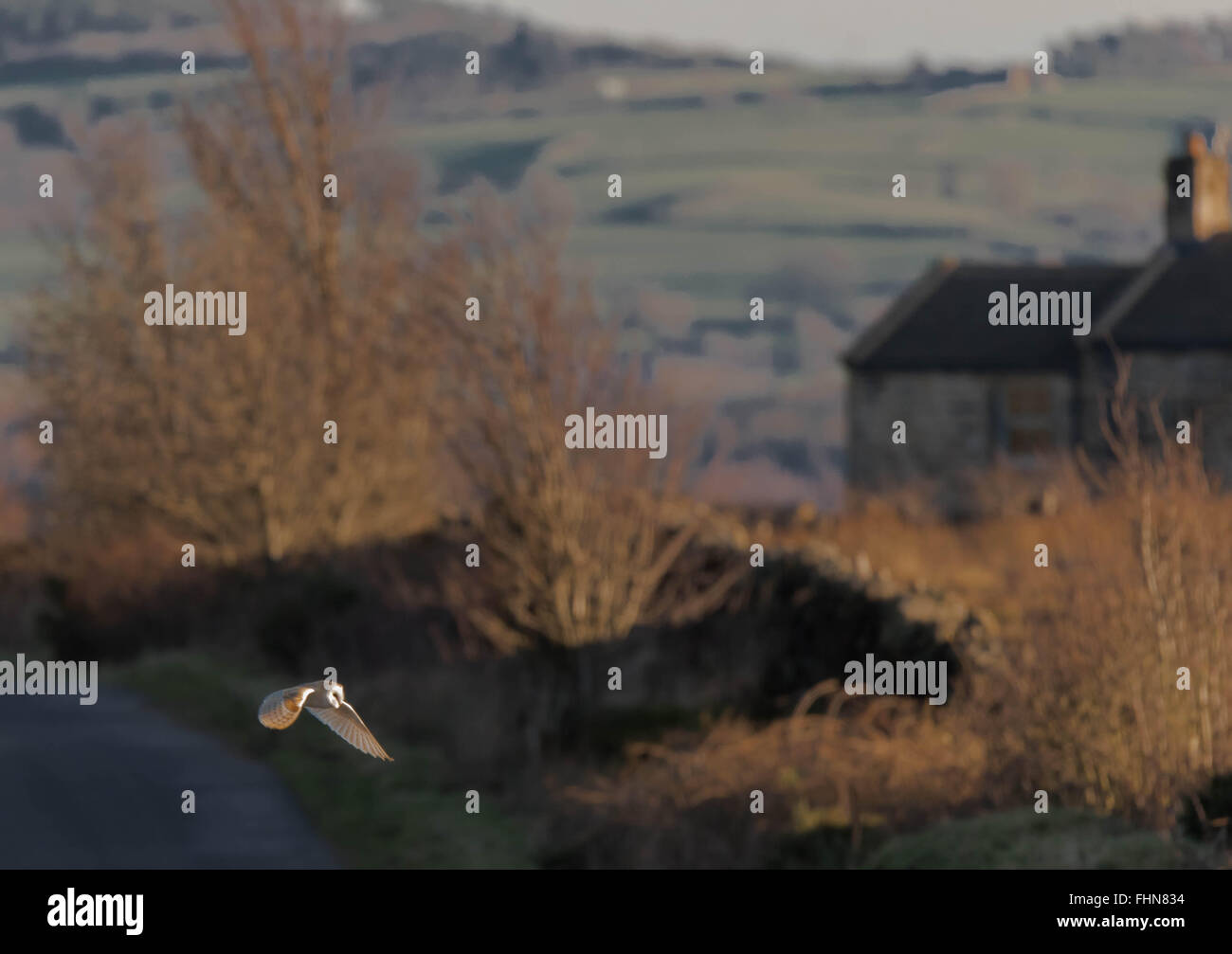 Barn Owl in Yorkshire Dales Stock Photo - Alamy